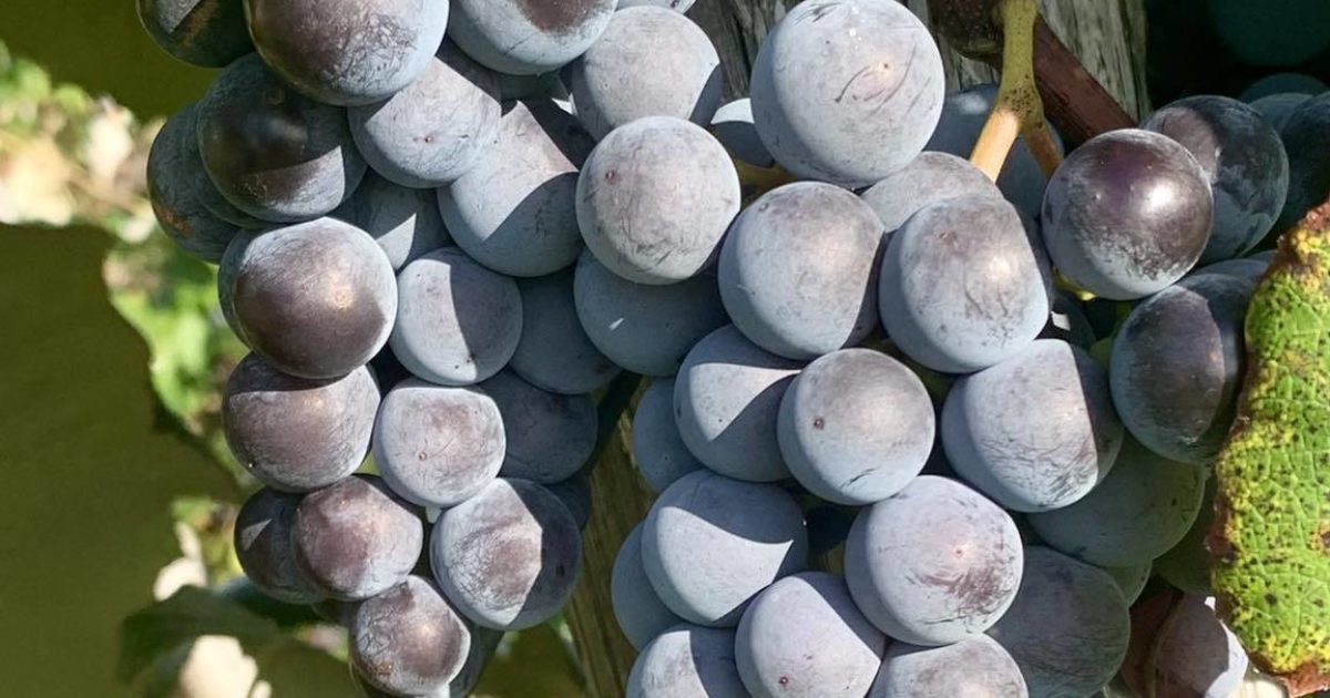 Harvest Weekend 1 | Lake Erie Wine Country