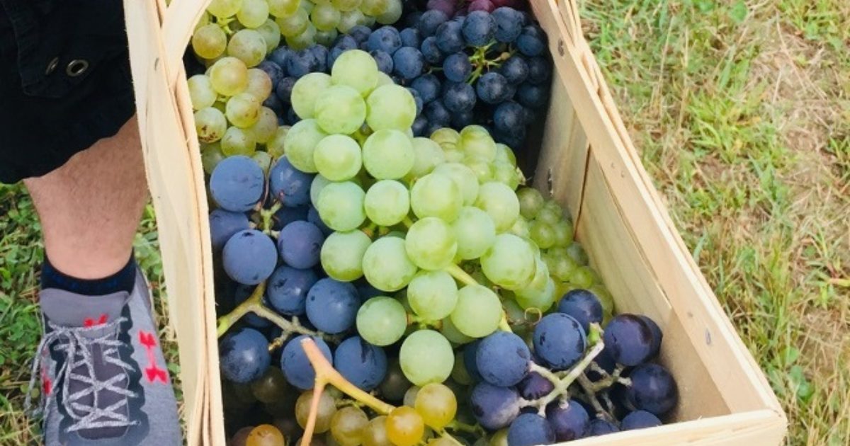 Great Grape Walk | Lake Erie Wine Country